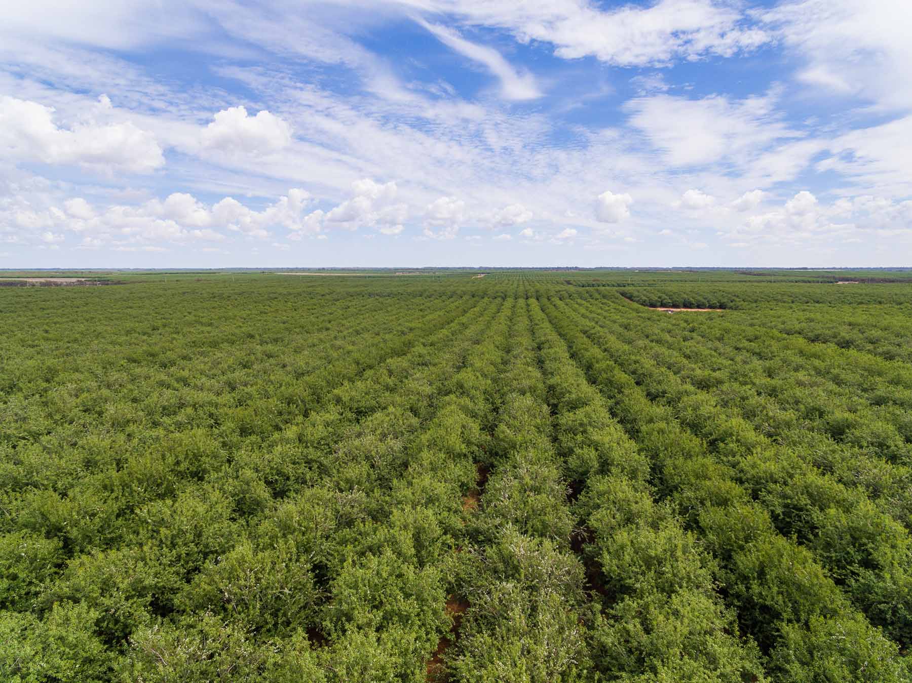 Australian almond crop update - Australia Almonds Trade Talk